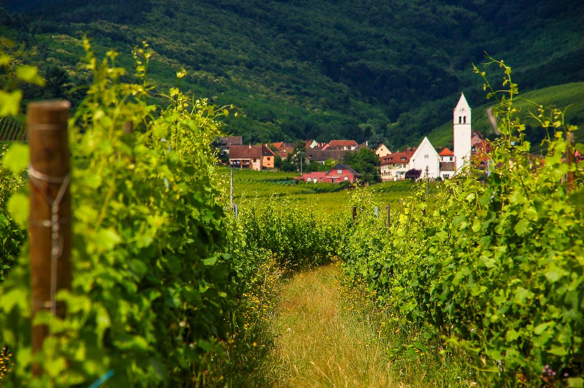 Familienradreise Elsass | vamos Familienreisen